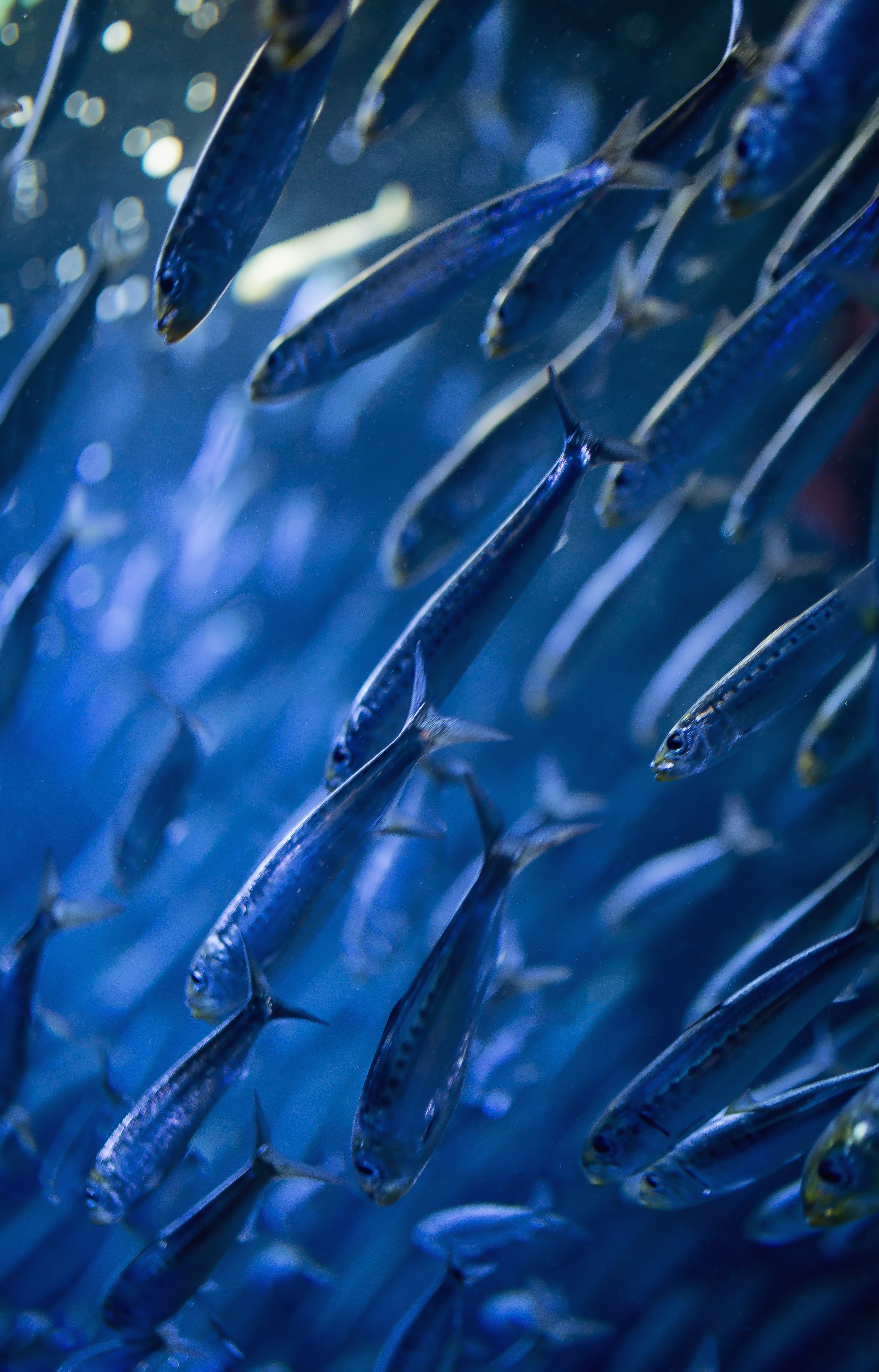 CONCEPT | DHA・EPAのサプリメント通販｜104Lab (ワンゼロフォーラボ)